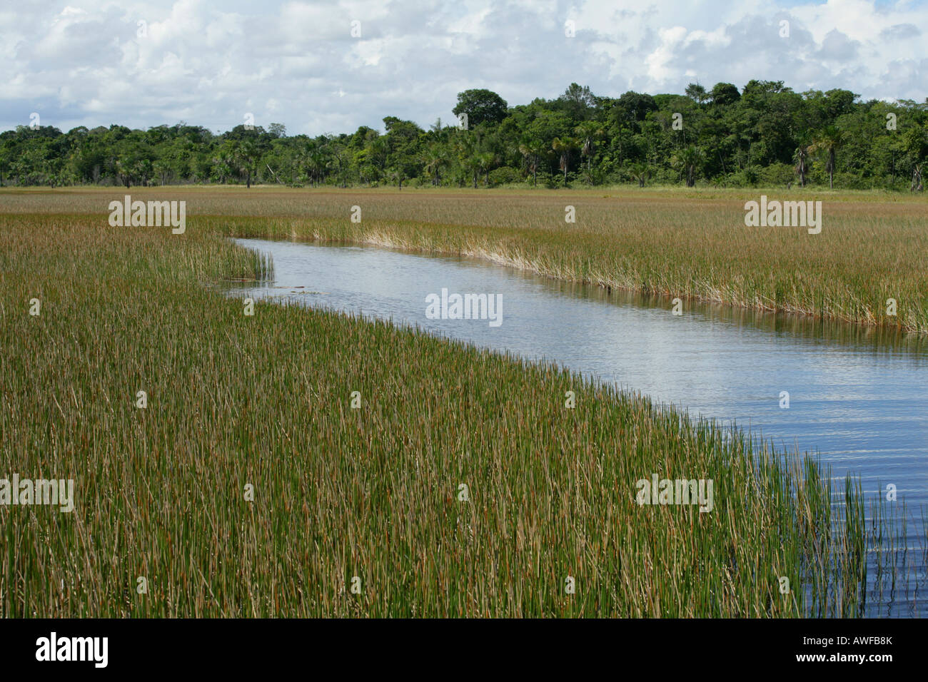 Lake Capoey, Guyana, South America Stock Photo - Alamy