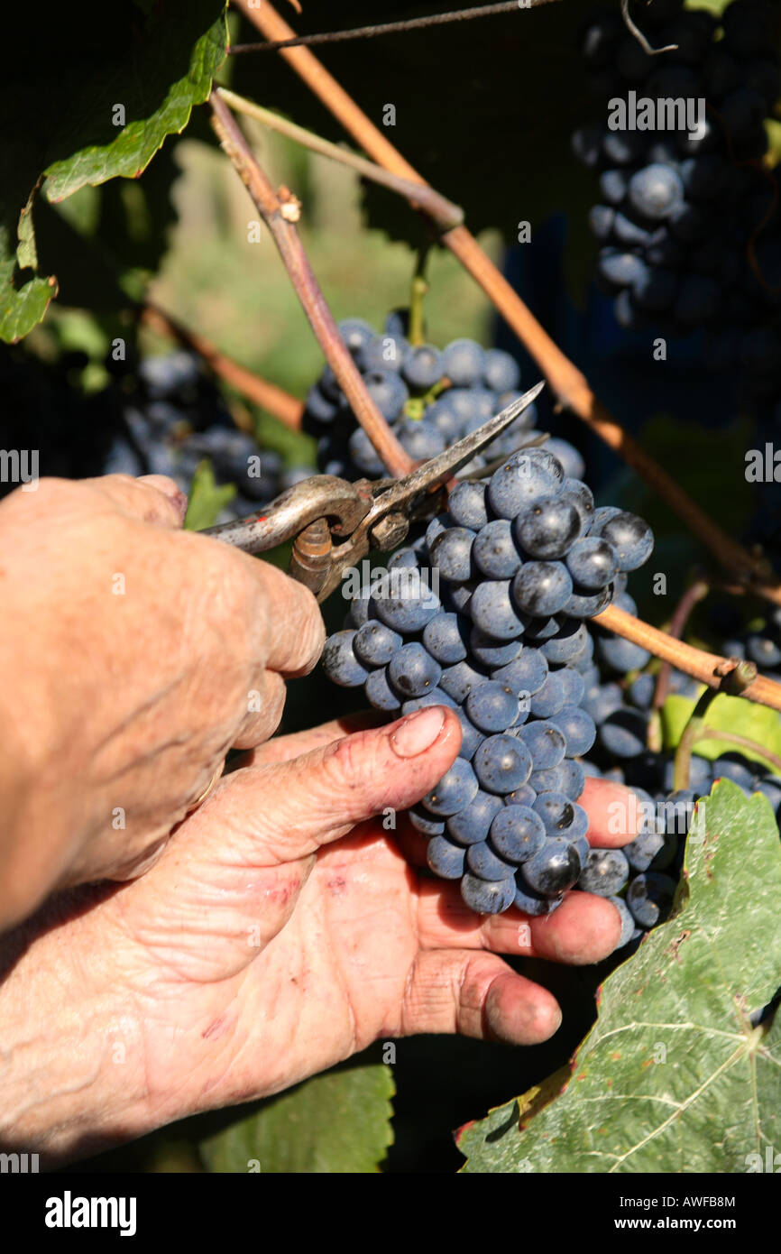 Grape gatherings hi-res stock photography and images - Alamy