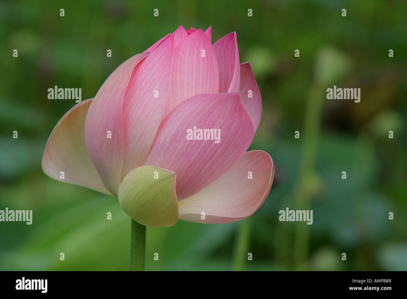 Indian- or Blue Lotus (Nelumbo nucifera) flower, species from the Water ...