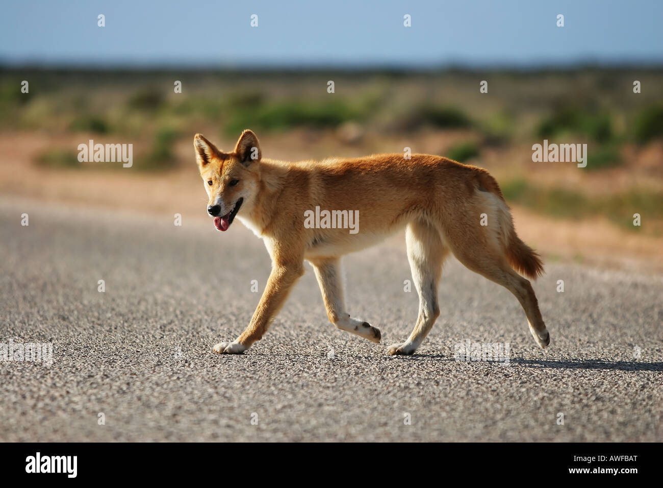 Dingo hi-res stock photography and images - Alamy