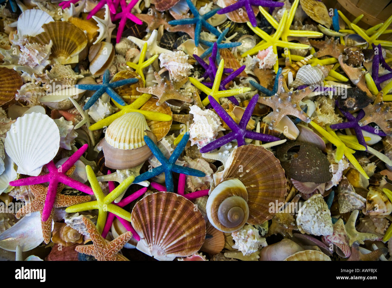 Souvenir shells and starfish San Diego, California, USA Stock Photo - Alamy