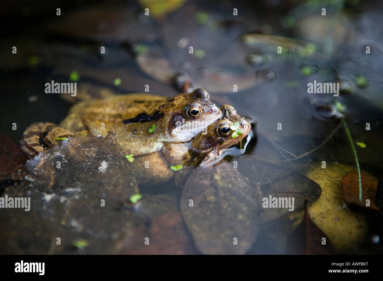 Frogs mating hi-res stock photography and images - Alamy