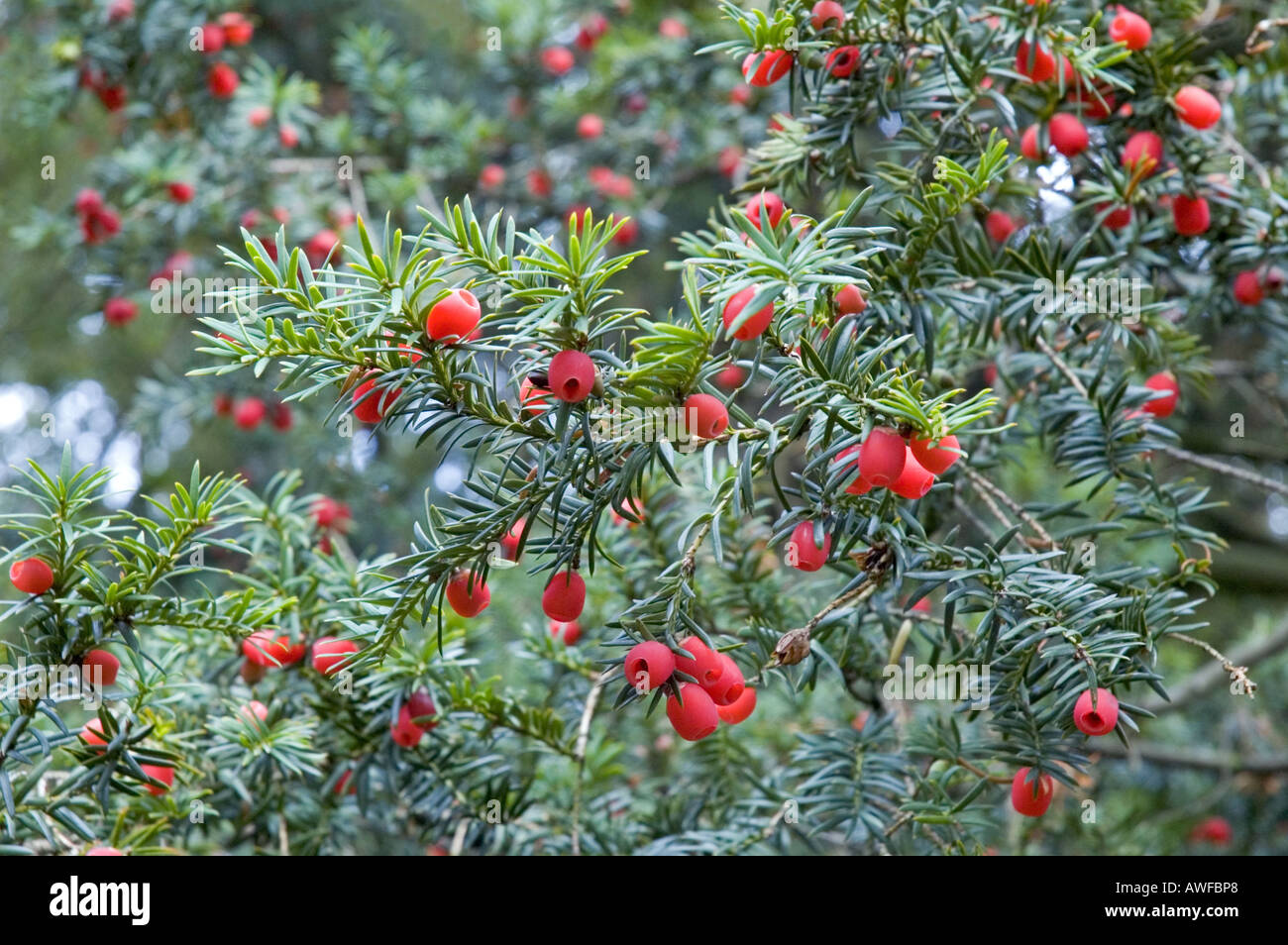 Common Yew, Taxus baccata Stock Photo - Alamy