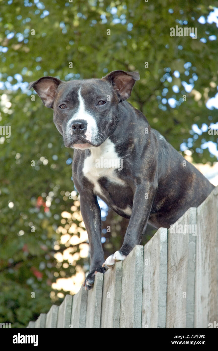 Dog on fence Stock Photo - Alamy
