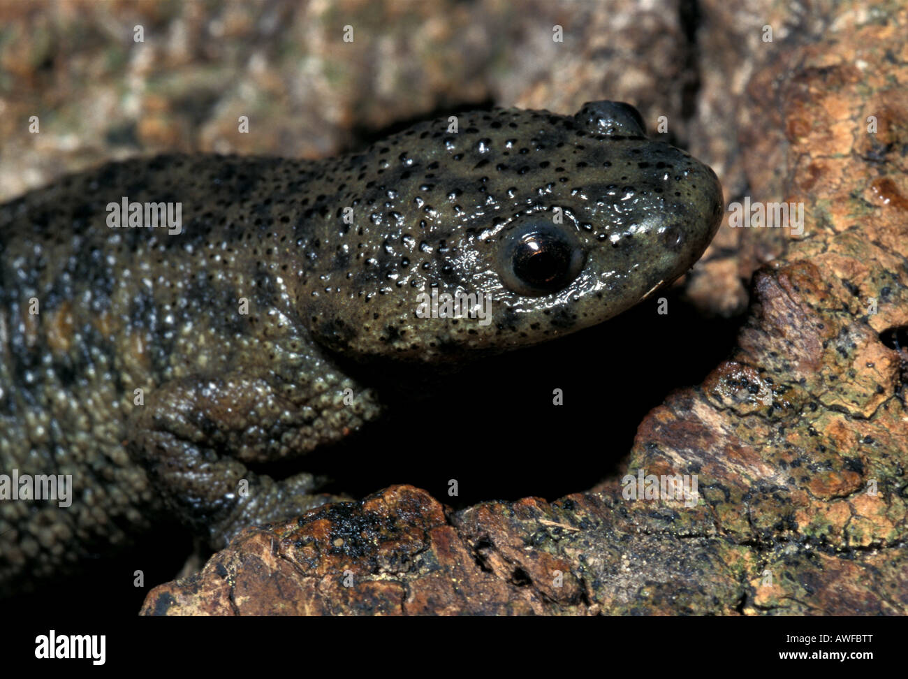 Iberian ribbed newt hi-res stock photography and images - Alamy