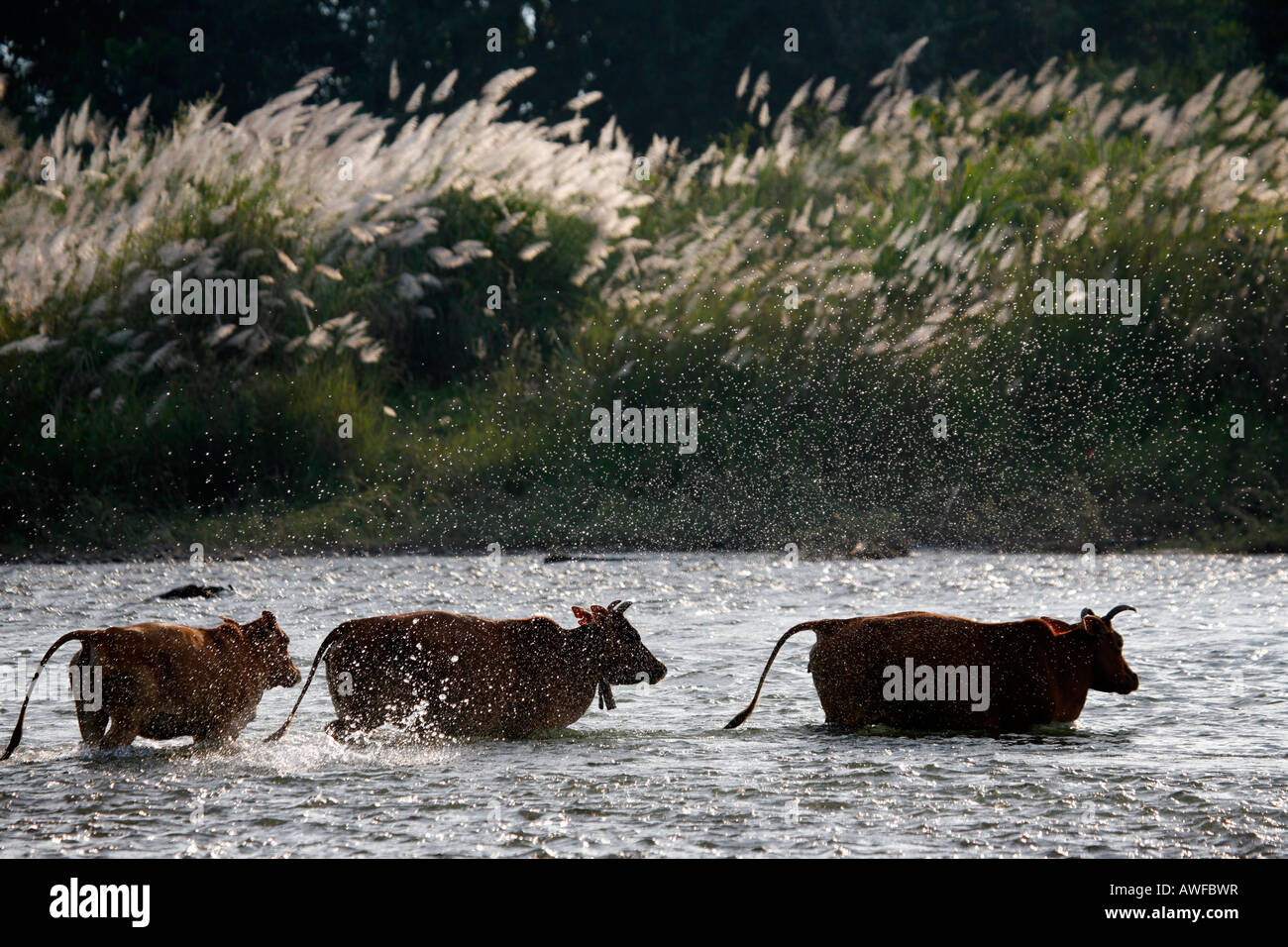 Cows in the Nam Song River, Laos Stock Photo - Alamy