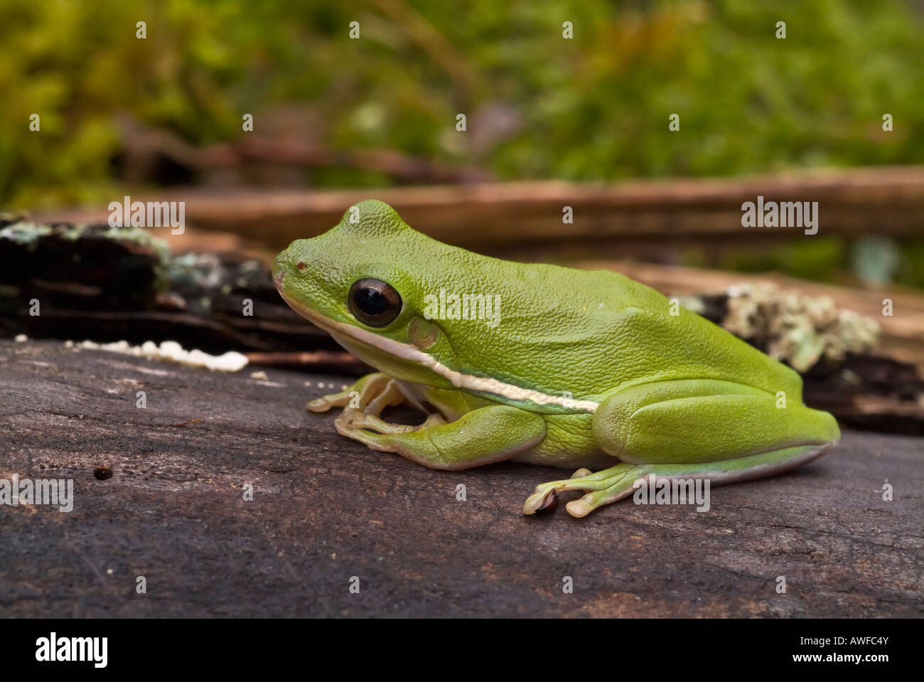 The green tree frog, Hyla cinerea, is a common species in the southern ...