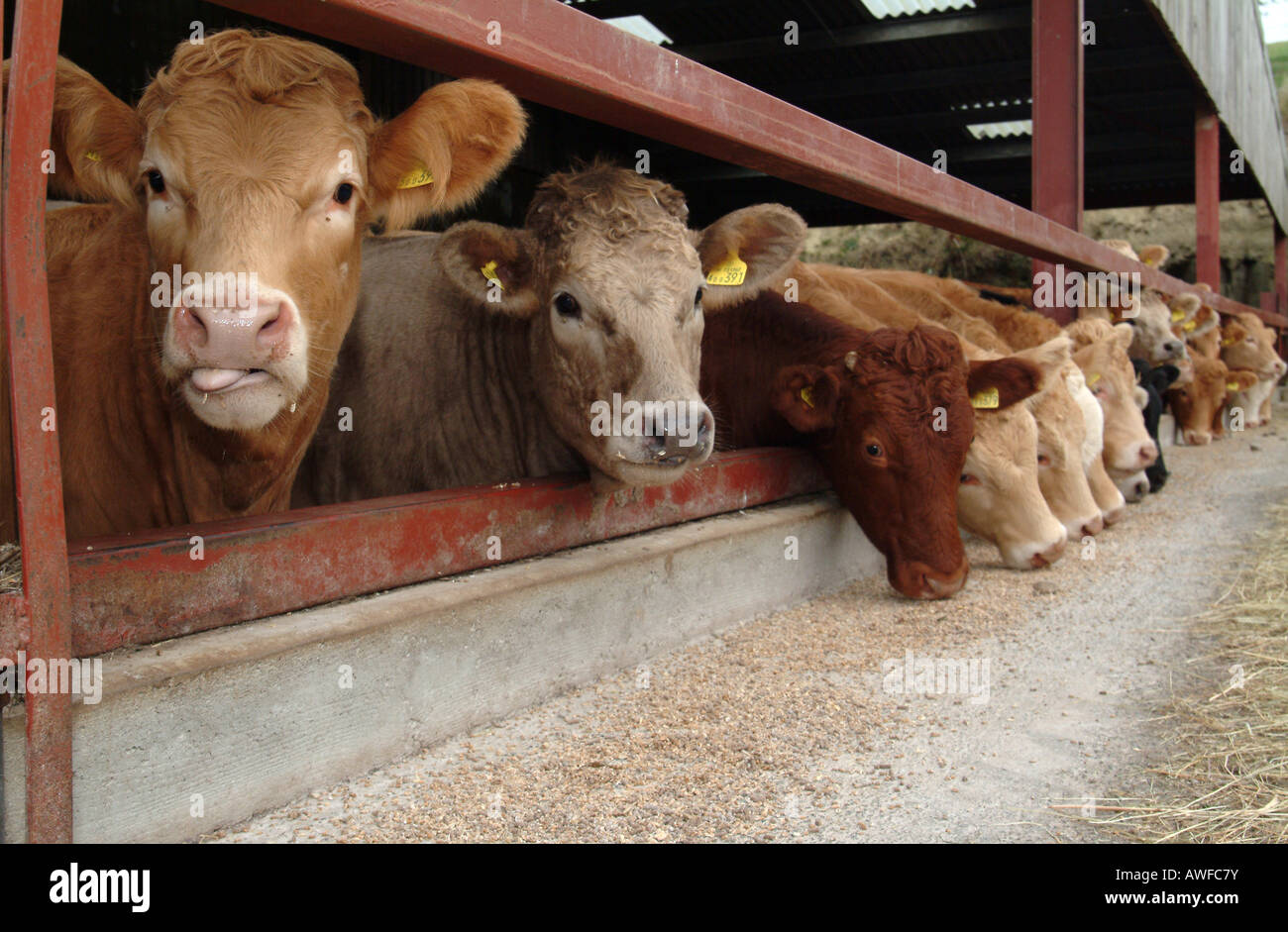 Long row of beef cattle feeding through open-sided farm shed Stock ...