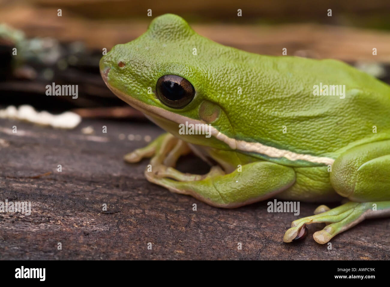 The green tree frog, Hyla cinerea, is a common species in the southern ...