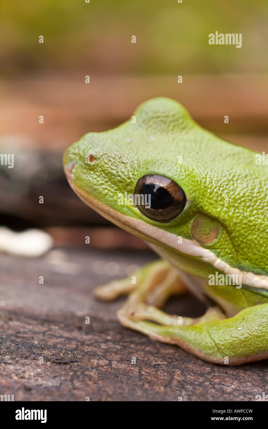 The green tree frog, Hyla cinerea, is a common species in the southern ...