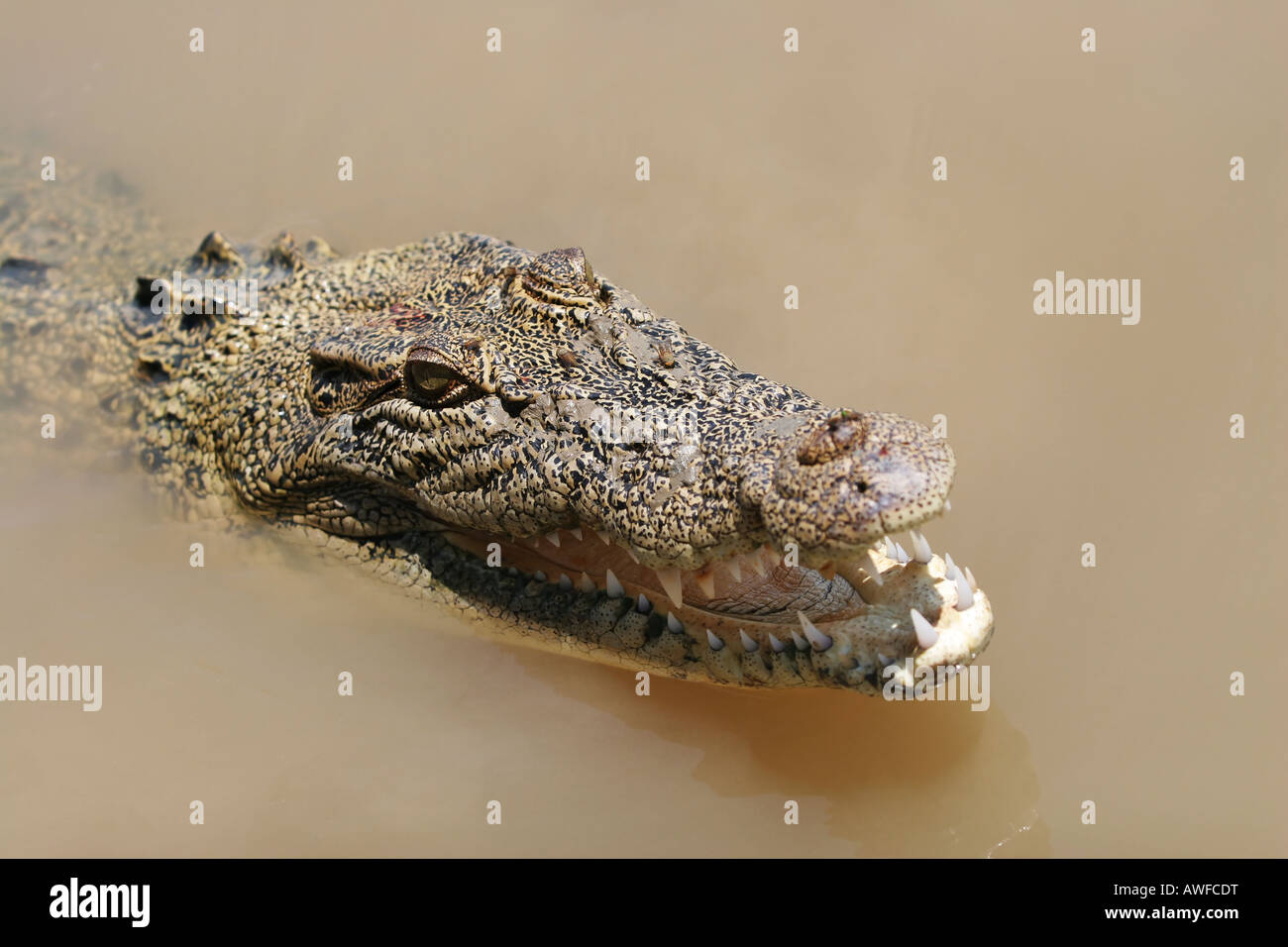 Salt water crocodile Stock Photo - Alamy