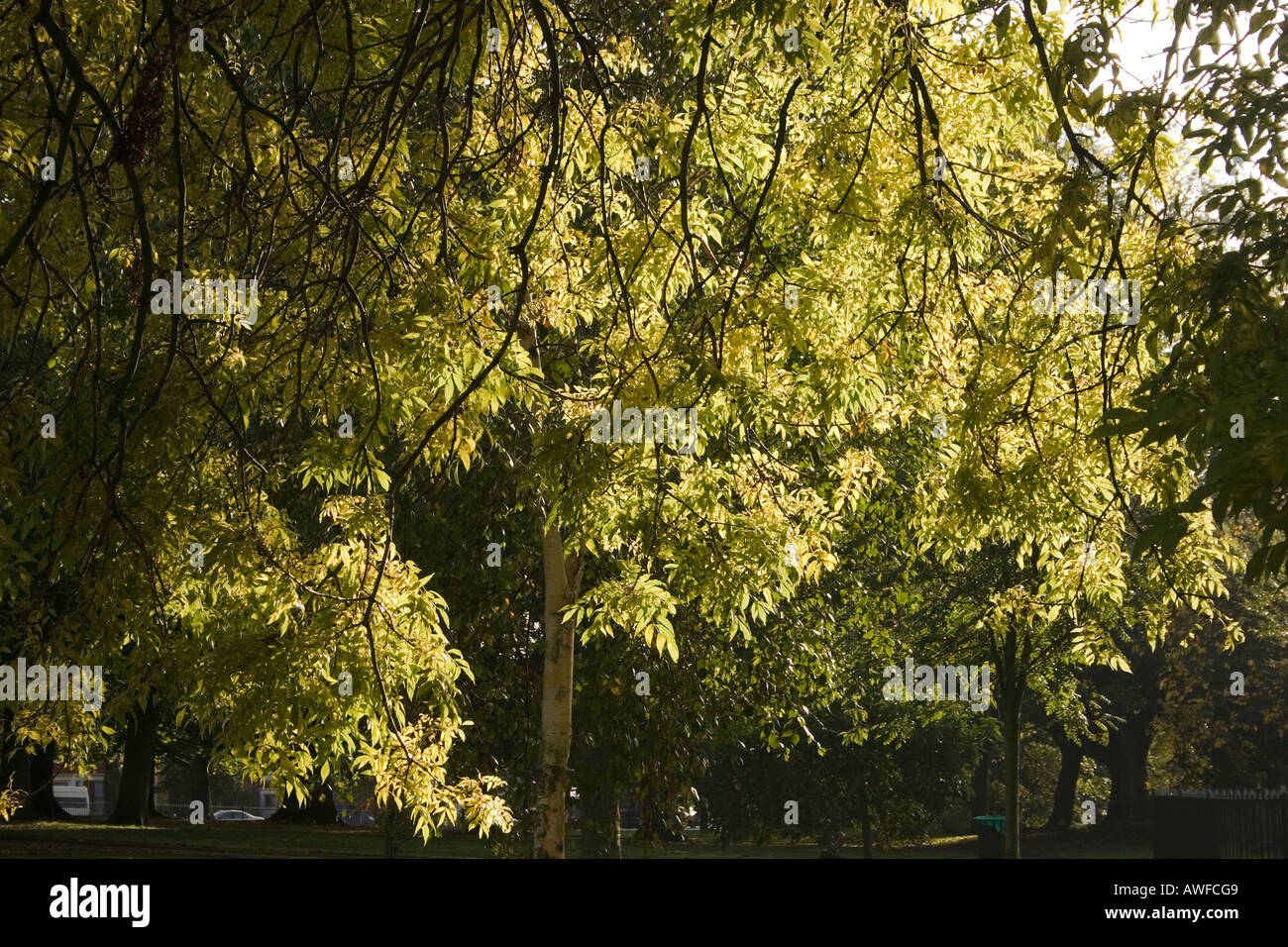 Waterloo gardens hi-res stock photography and images - Alamy