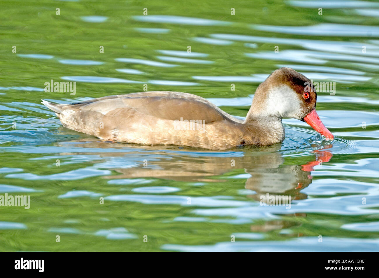 Red crested Pochard, Netta rufina male in eclipse plumage, drinking ...