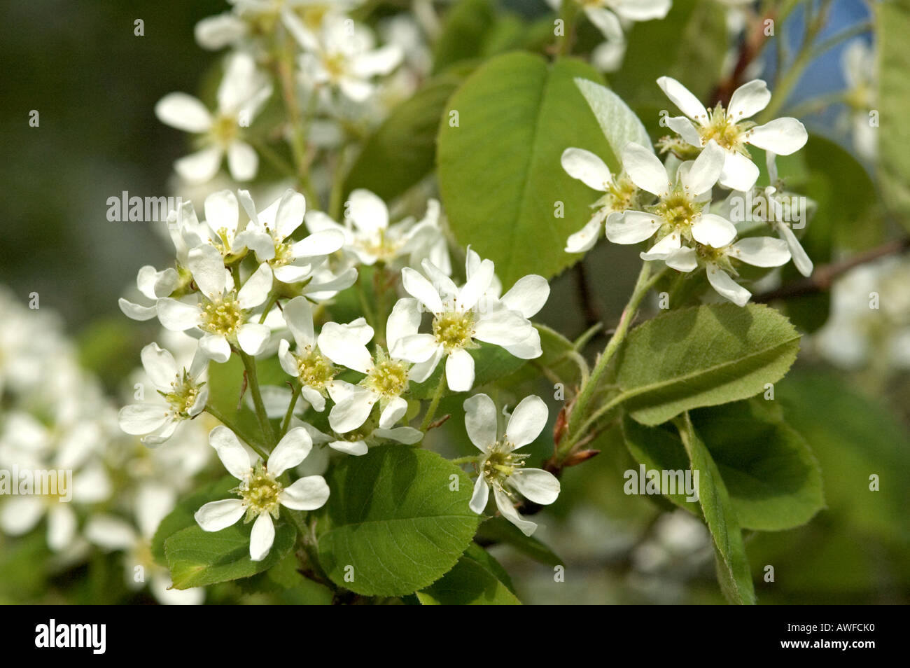 Mespil hi-res stock photography and images - Alamy