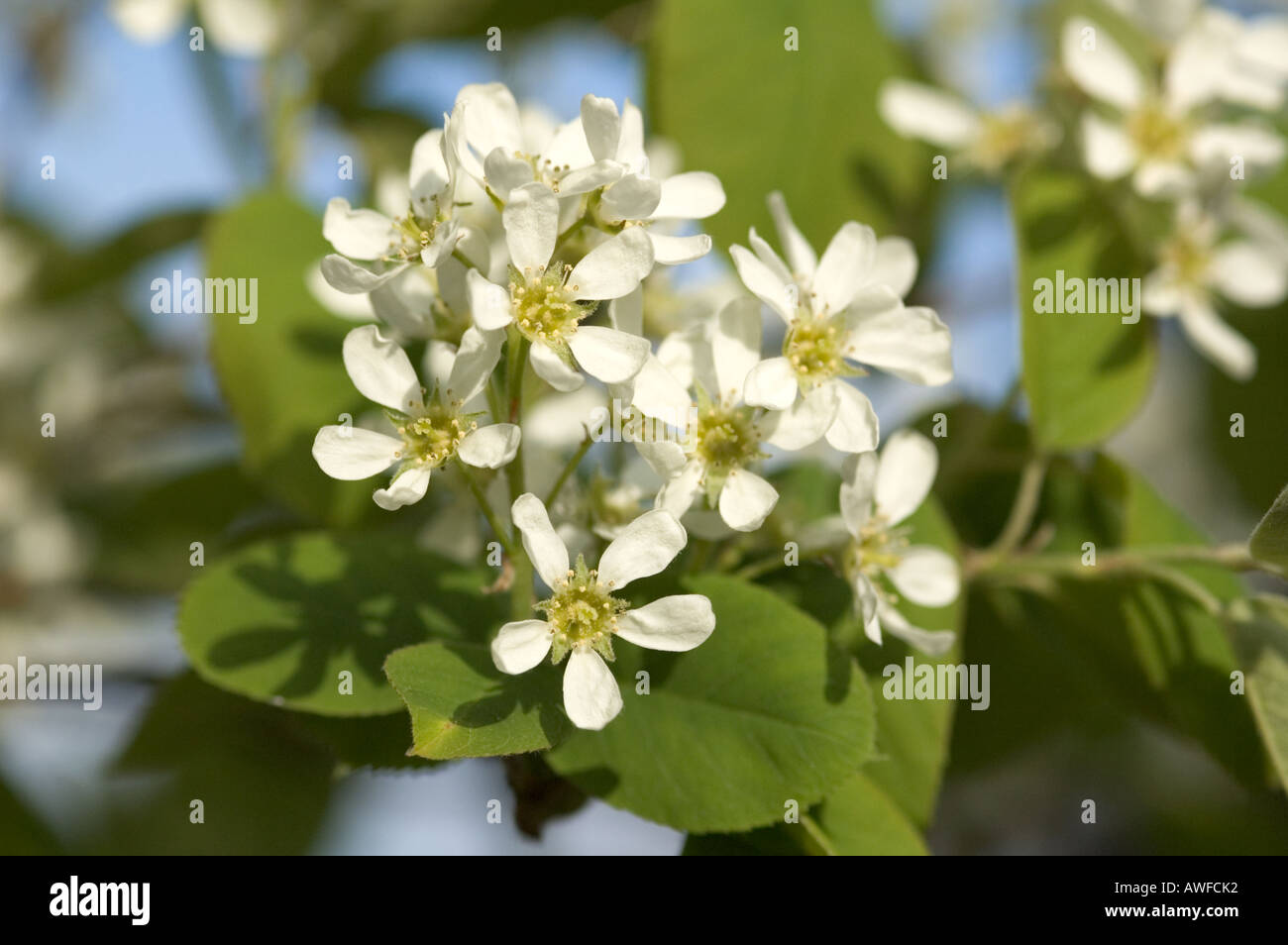 Snowy Mespil Amelanchier Stock Photo - Alamy