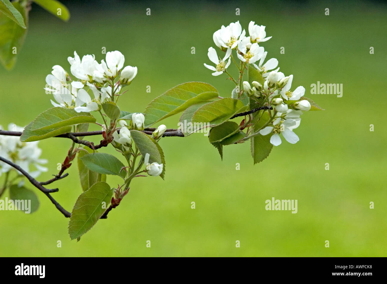 Snowy Mespil Amelanchier branch Stock Photo - Alamy