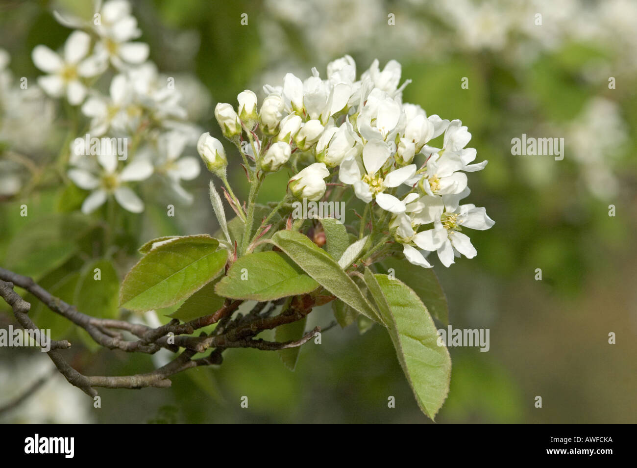 Snowy mespil hi-res stock photography and images - Alamy