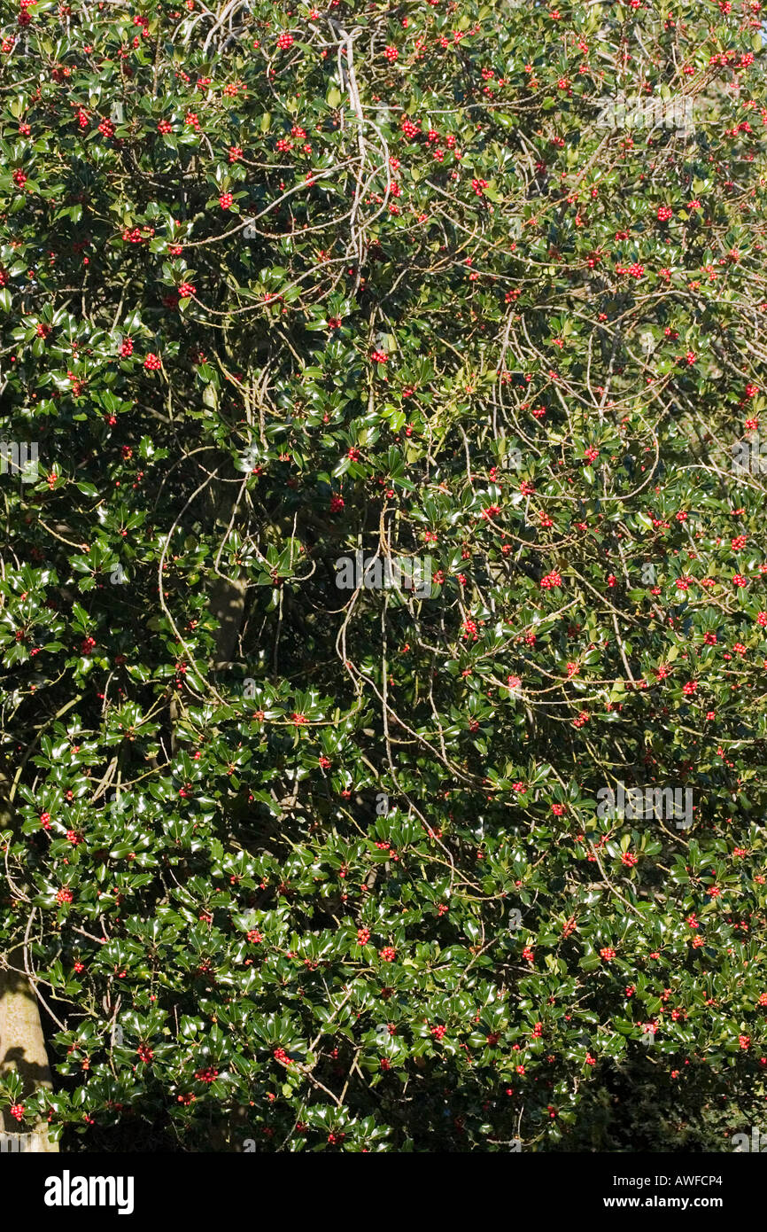 Holly tree uk hi-res stock photography and images - Alamy