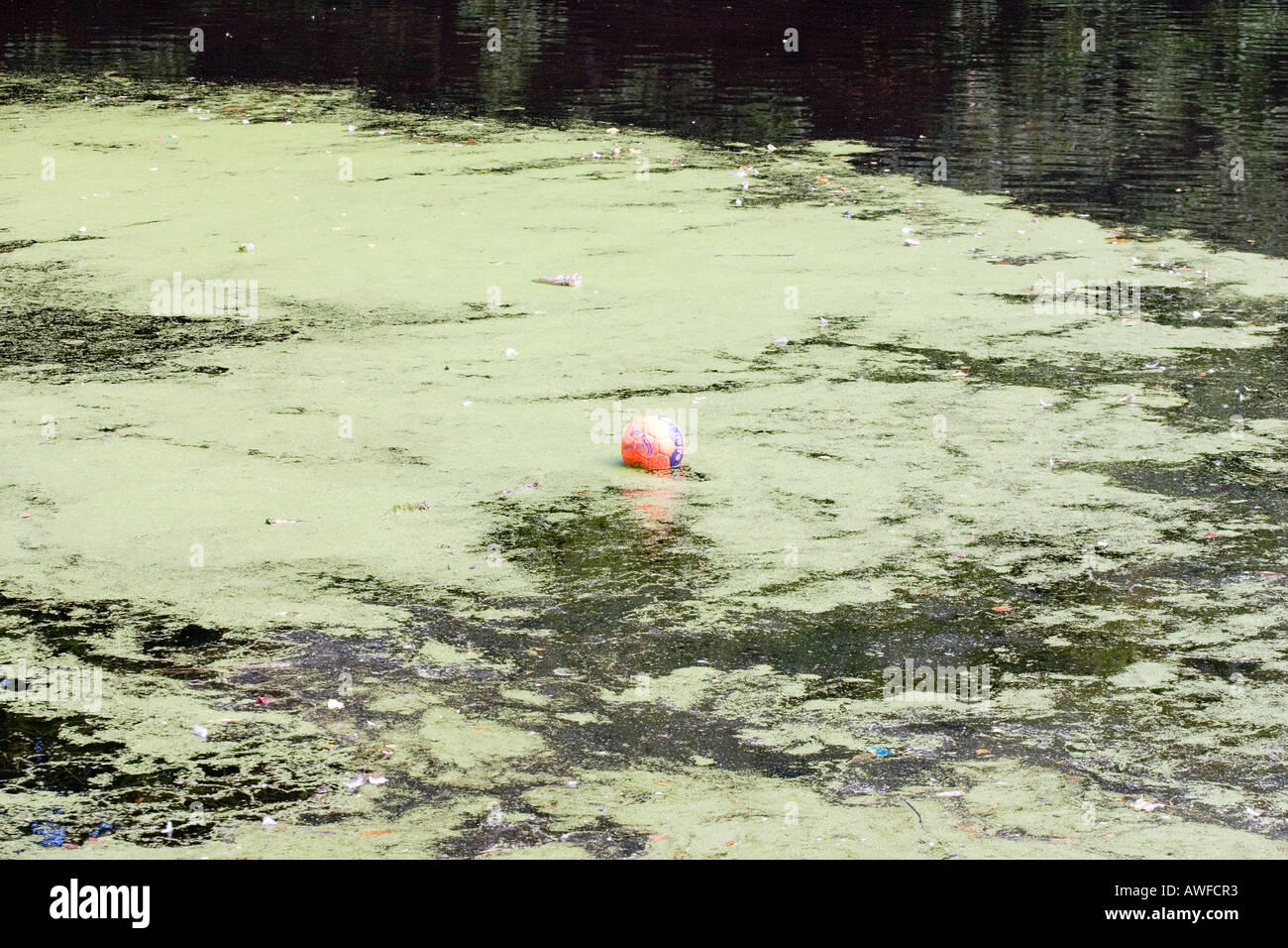 Red Mitre football floating in duckweed and litter at the north end of ...