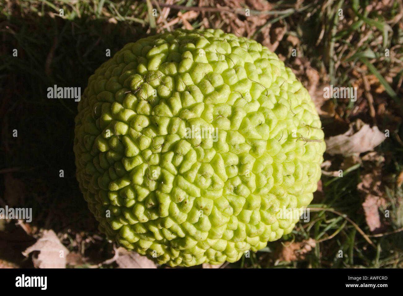 Osage orange fruit after falling from the tree Roath Park Cardiff UK ...