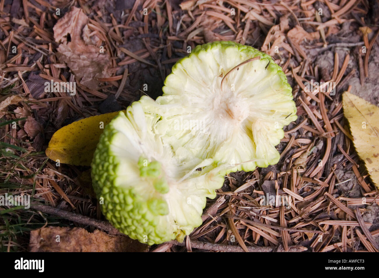 Osage orange tree hi-res stock photography and images - Alamy