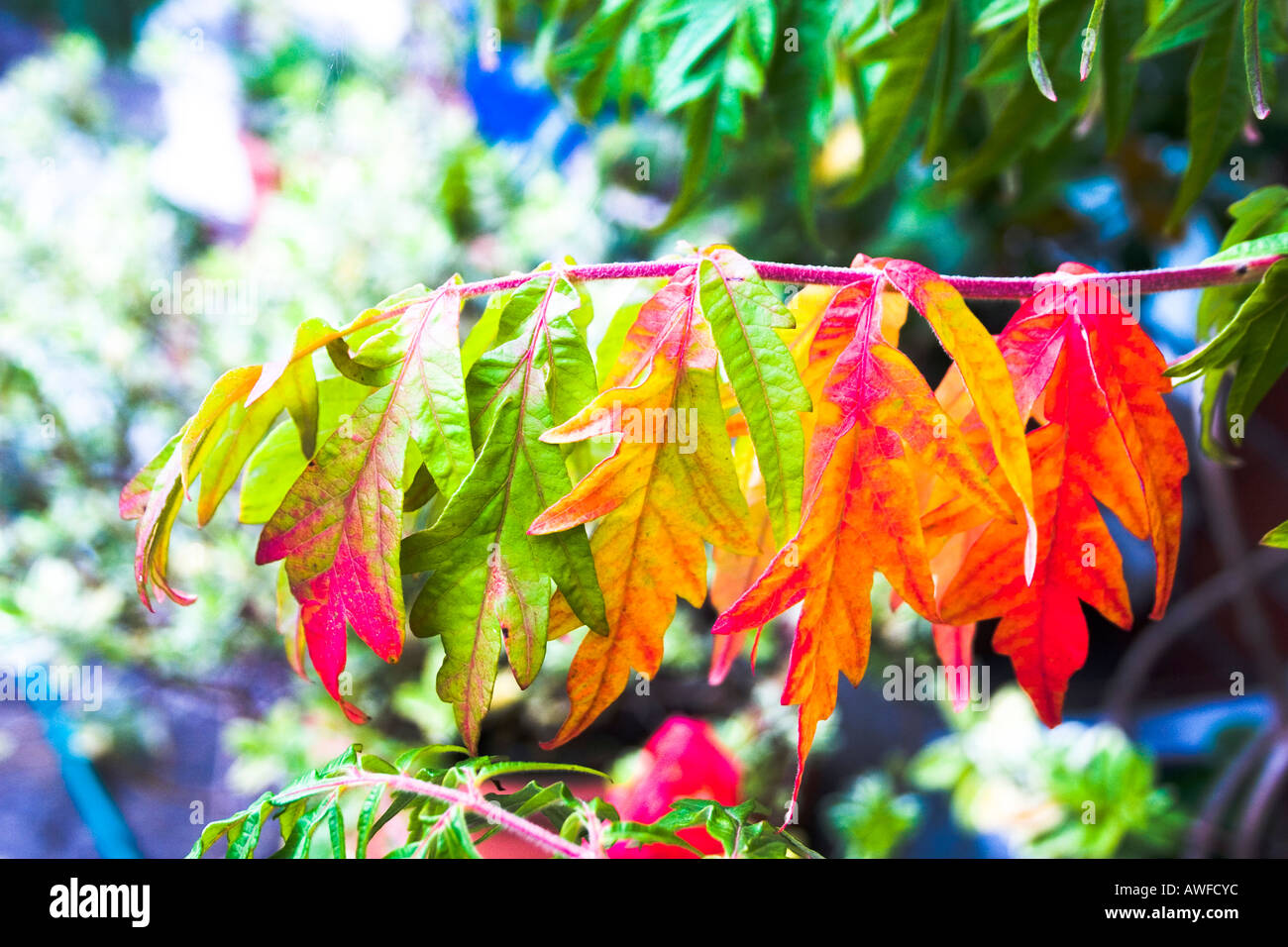 Schumacher tree hi-res stock photography and images - Alamy