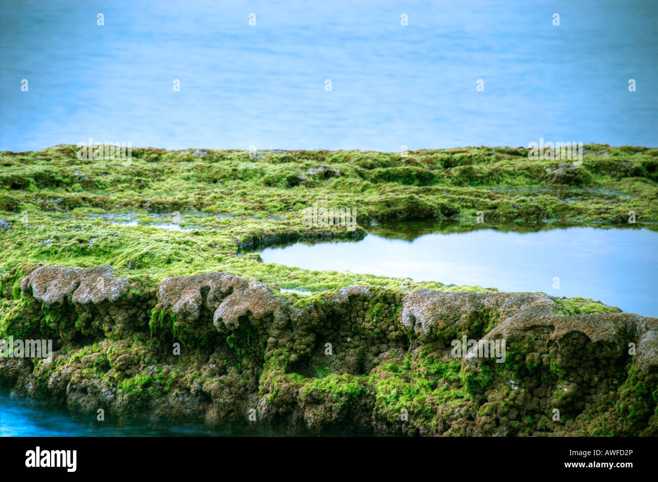 Green mold on a rock surrounding blue water and part of a small lake ...
