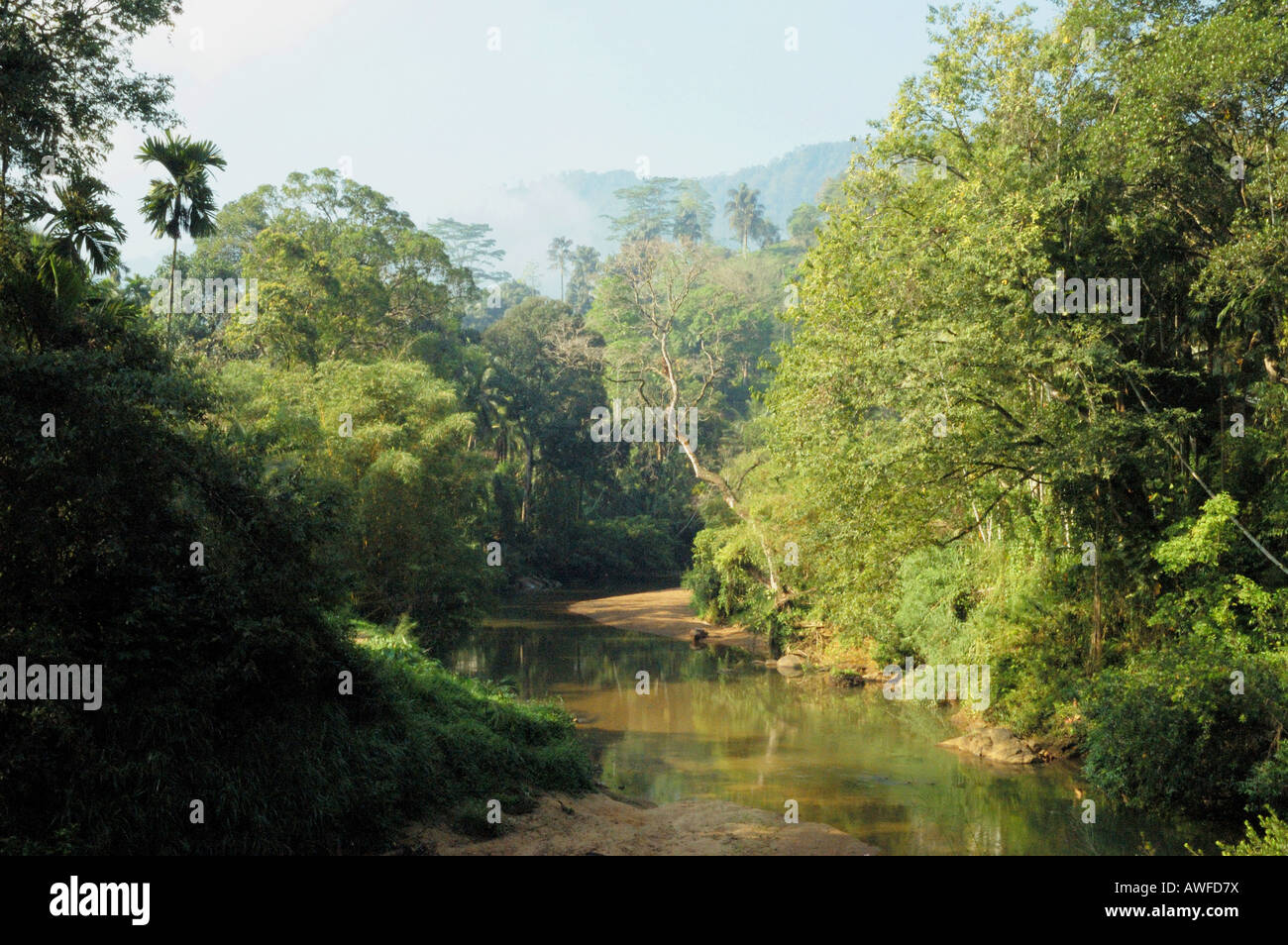 The River Nilwala flowing through the rainforest of the Sinharaja ...
