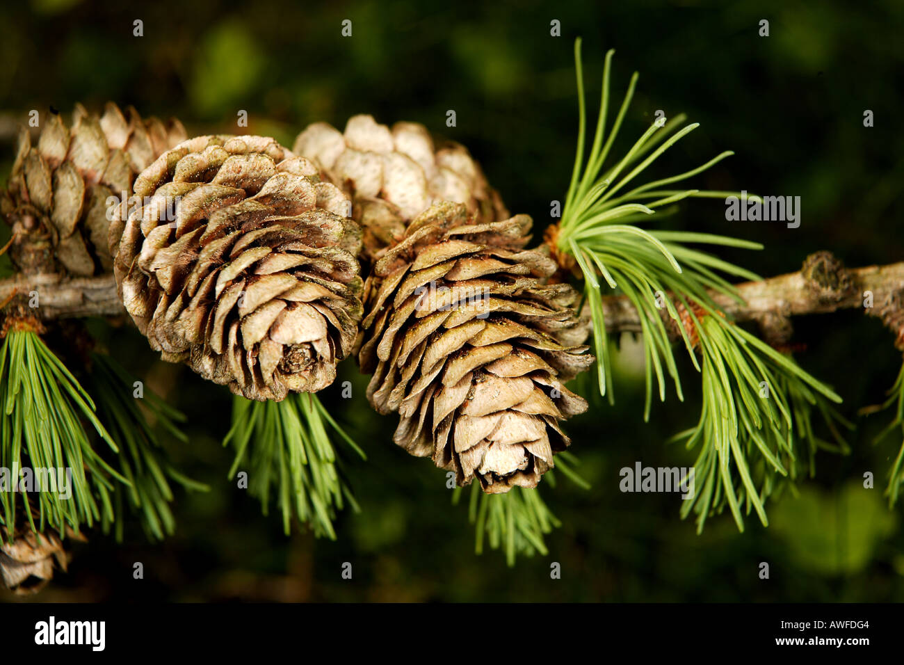 Cone of pine hi-res stock photography and images - Alamy