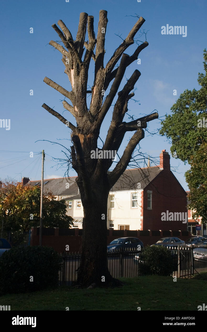Dangerous diseased tree severely lopped for safety Waterloo Gardens ...