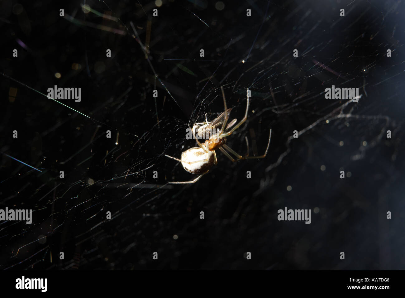 Spider on Web Stock Photo - Alamy