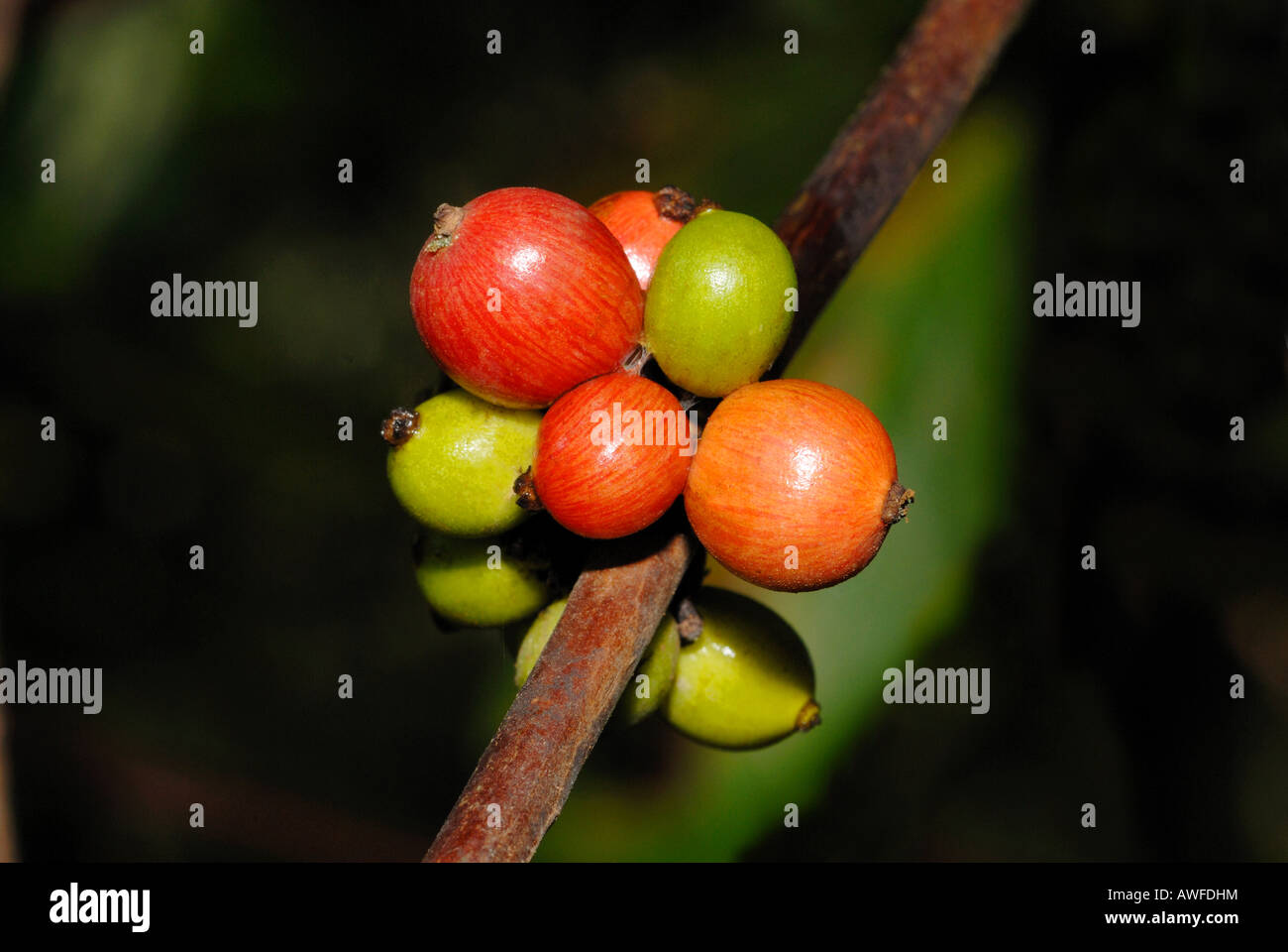 Coffee Beans growing in the Sinharaja National Park, Sri Lanka Stock ...