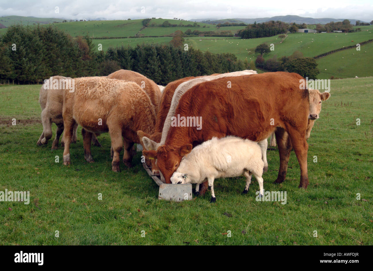 Beef cattle feeding from metal trough in field with a cheeky sheep with ...