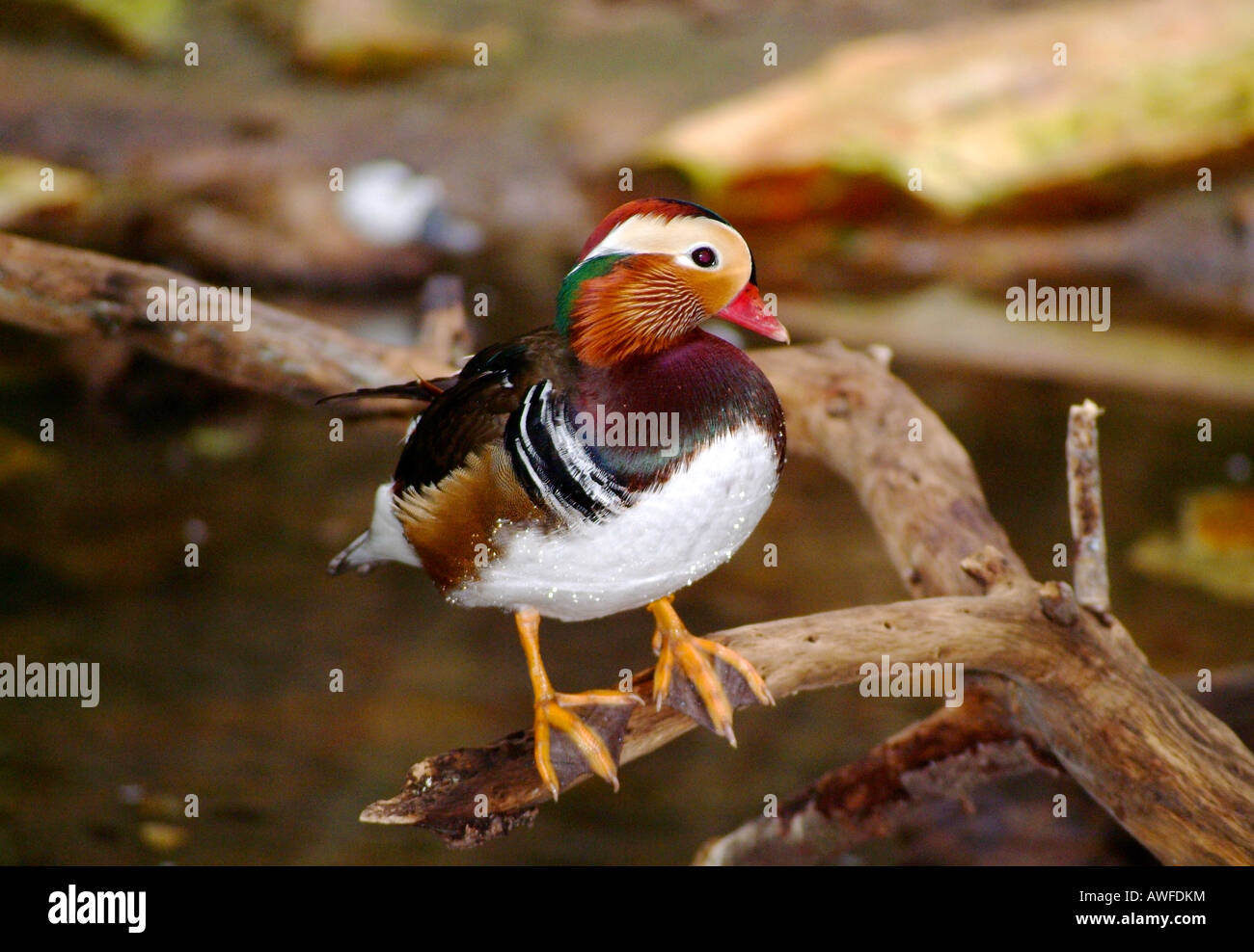Mandarin duck and japan hi-res stock photography and images - Alamy