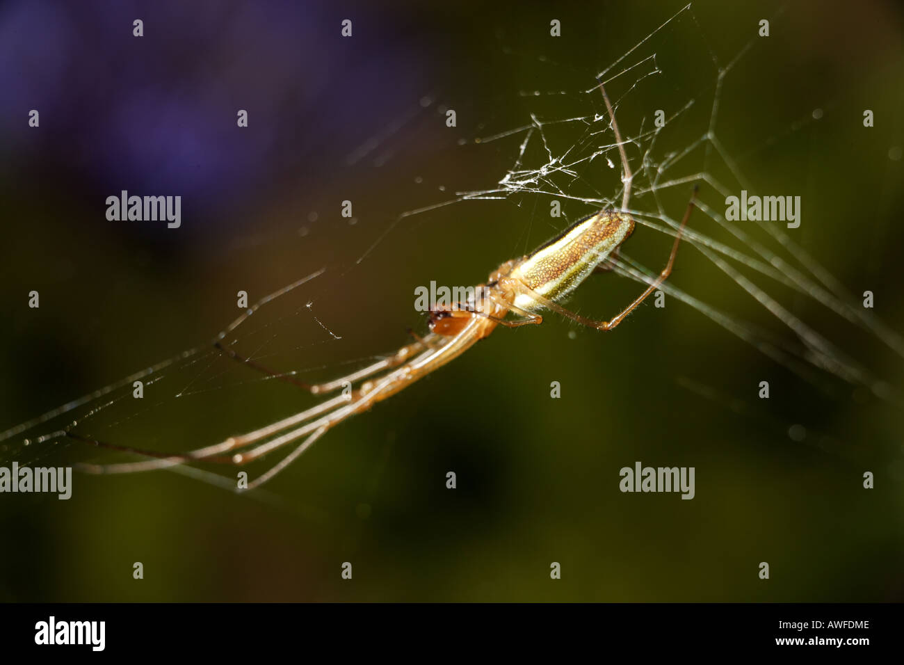 Spider on Web Stock Photo - Alamy