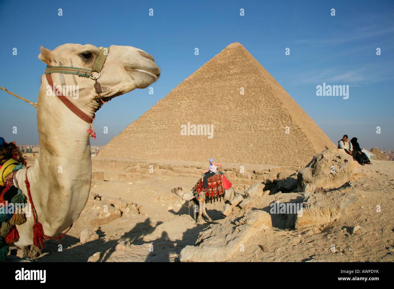 Camel rider in front of pyramid, Giza, Egypt, North Africa, Africa ...