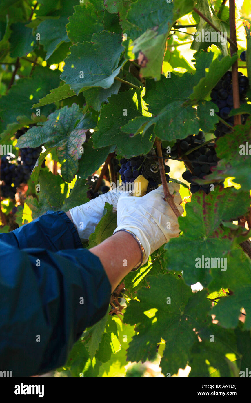 Grape gatherings hi-res stock photography and images - Alamy