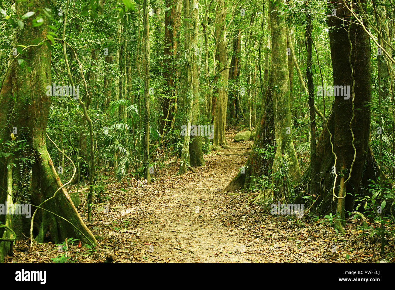 Daintree rainforest hi-res stock photography and images - Alamy