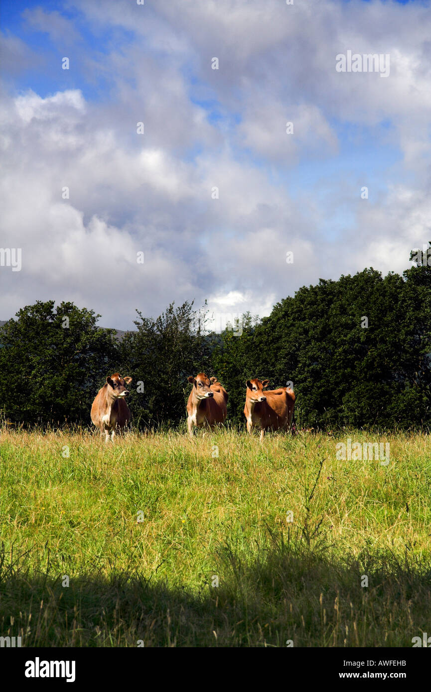 Three brown cows in a field Stock Photo - Alamy