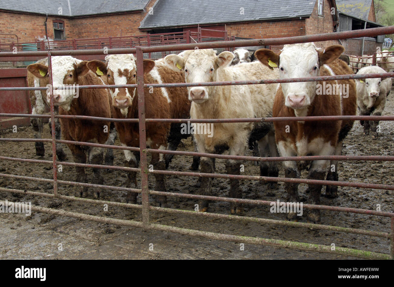 Continental X Beef Cattle at metal farm gate Stock Photo - Alamy