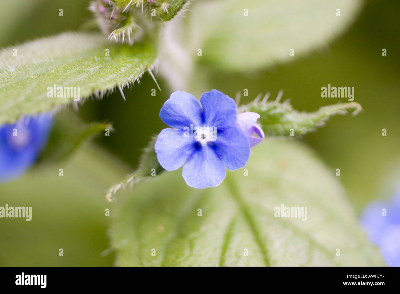Blue Nettle Flower Stock Photo - Alamy