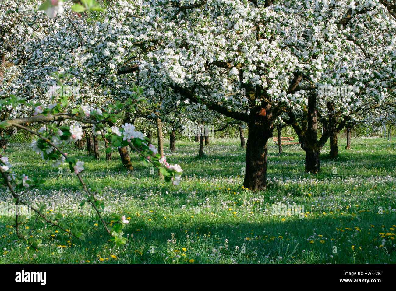 Mixed orchards hi-res stock photography and images - Alamy