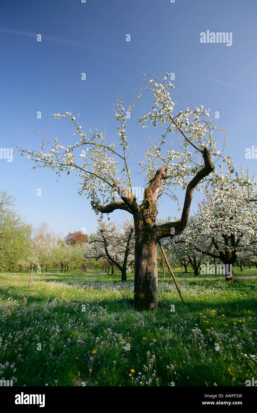 Pruned apple tree hi-res stock photography and images - Alamy