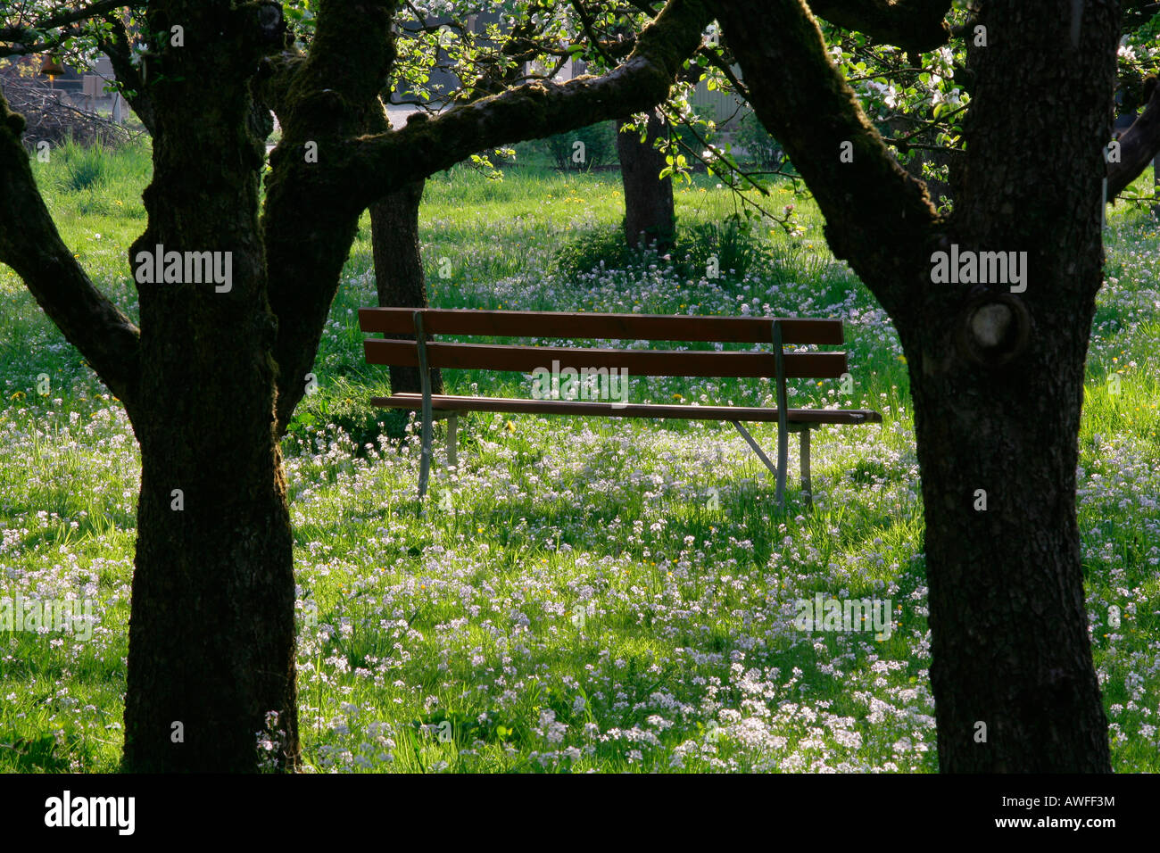 Bench under blossoming apple trees (Malus domestica) on a mixed orchard ...