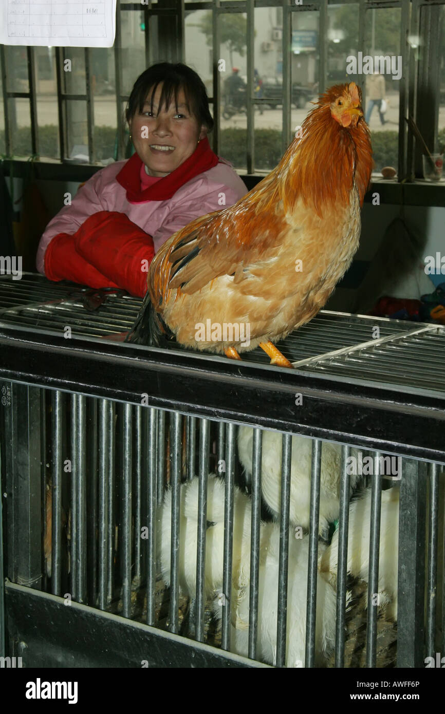 Live chicken in a food market in Shanghai China Stock Photo - Alamy