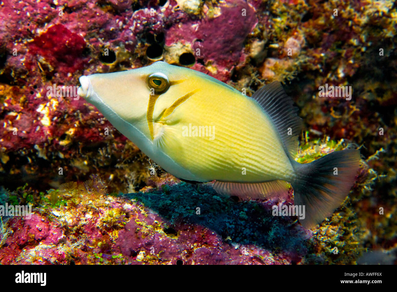 Scythe trigger fish hi-res stock photography and images - Alamy