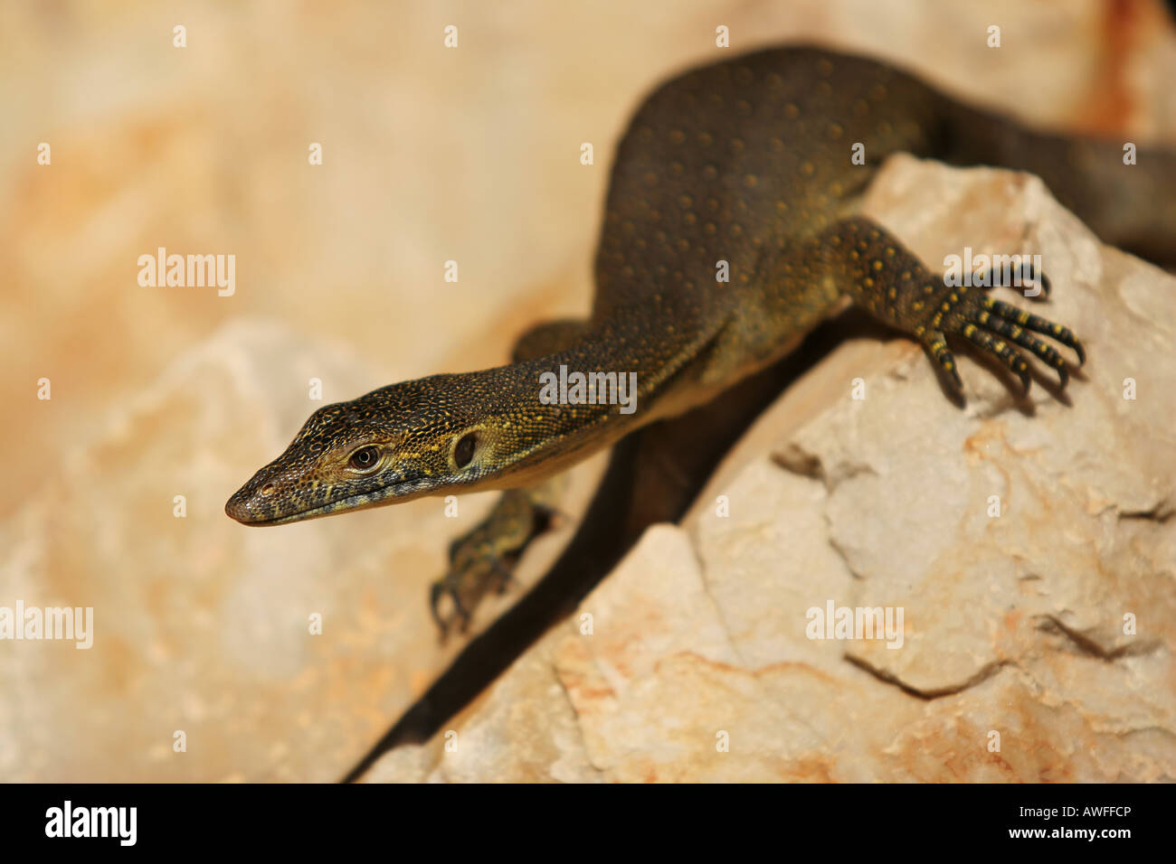 Goanna lizard australia hi-res stock photography and images - Alamy