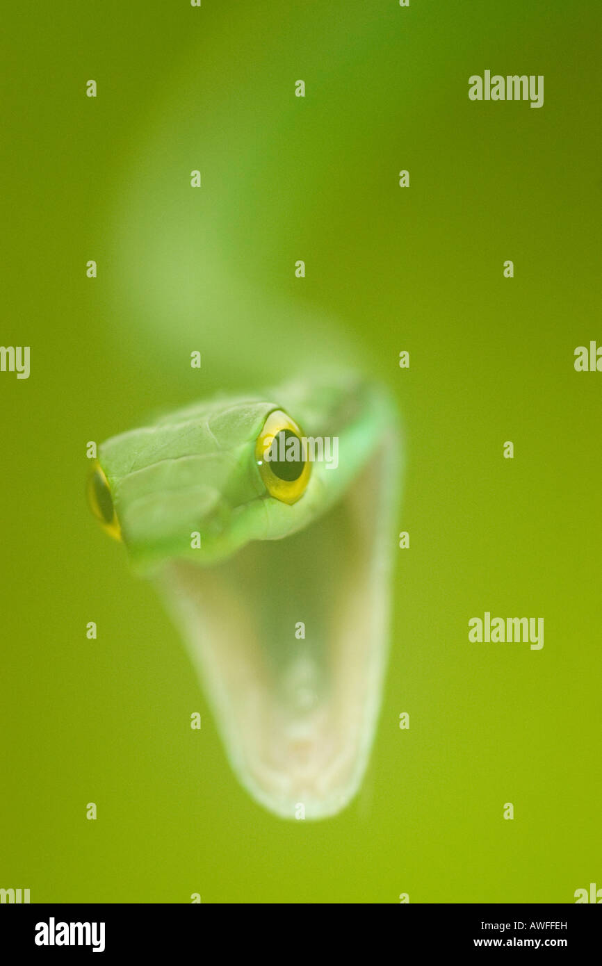 Giant Green Parrot snake ( Leptophis ahaetulla ) , Panama Stock Photo ...
