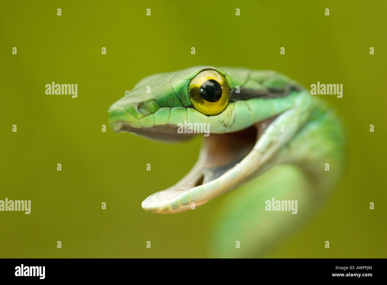 Giant Green Parrot snake ( Leptophis ahaetulla ) , Panama Stock Photo ...