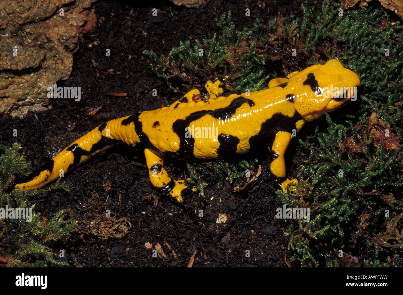 European fire salamander, Salamandra salamandra gigliolii Stock Photo ...